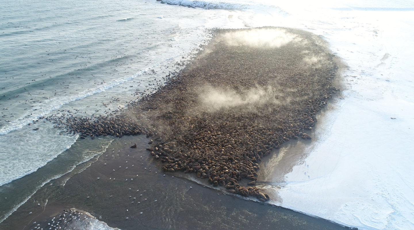 Here are our top 10 facts about Walrus | WWF